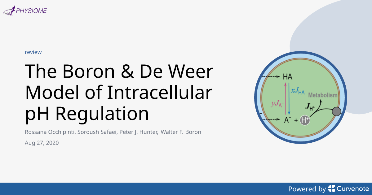The Boron & De Weer Model of Intracellular pH Regulation - Physiome Journal