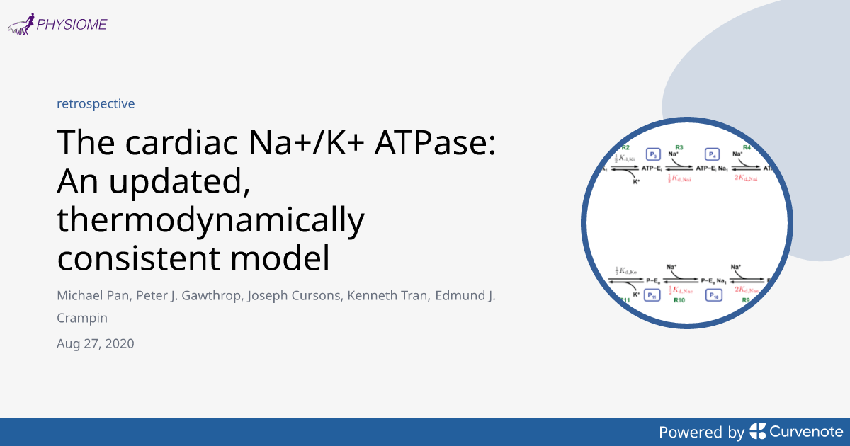 The cardiac Na⁺/K⁺ ATPase: An updated, thermodynamically consistent ...
