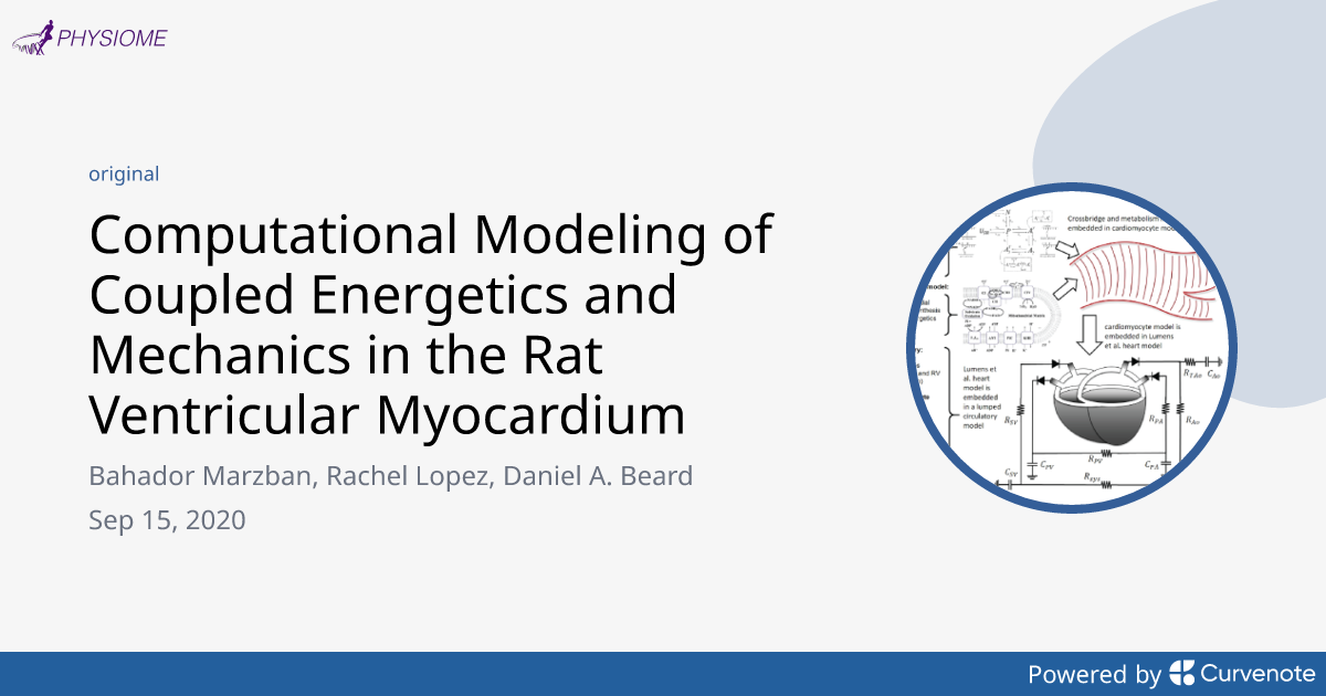 Computational Modeling of Coupled Energetics and Mechanics in the Rat ...