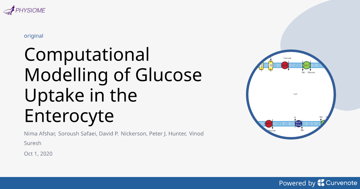 Computational Modelling of Glucose Uptake in the Enterocyte - Physiome ...