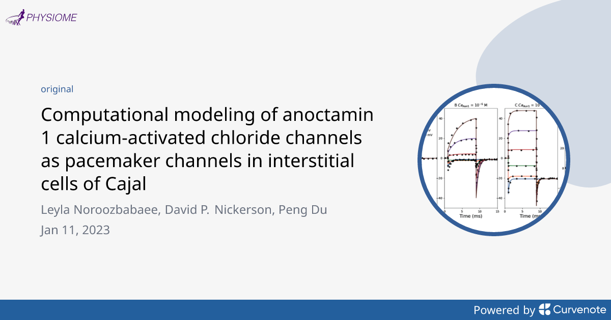 Computational modeling of anoctamin 1 calcium-activated chloride channels as pacemaker channels ...